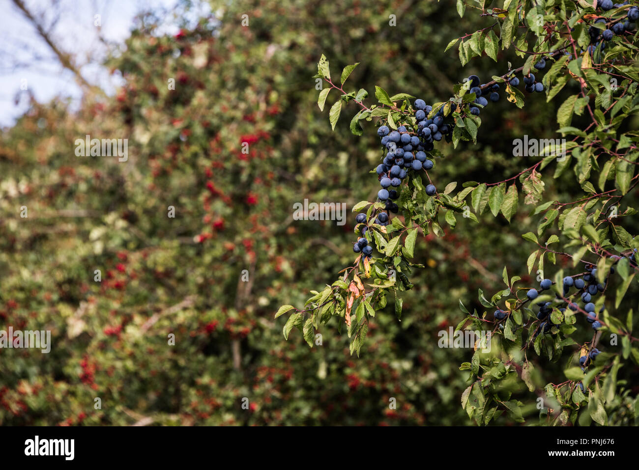 Sloe and Hawthorn berries in an English hedgerow, Wiltshire, UK ...