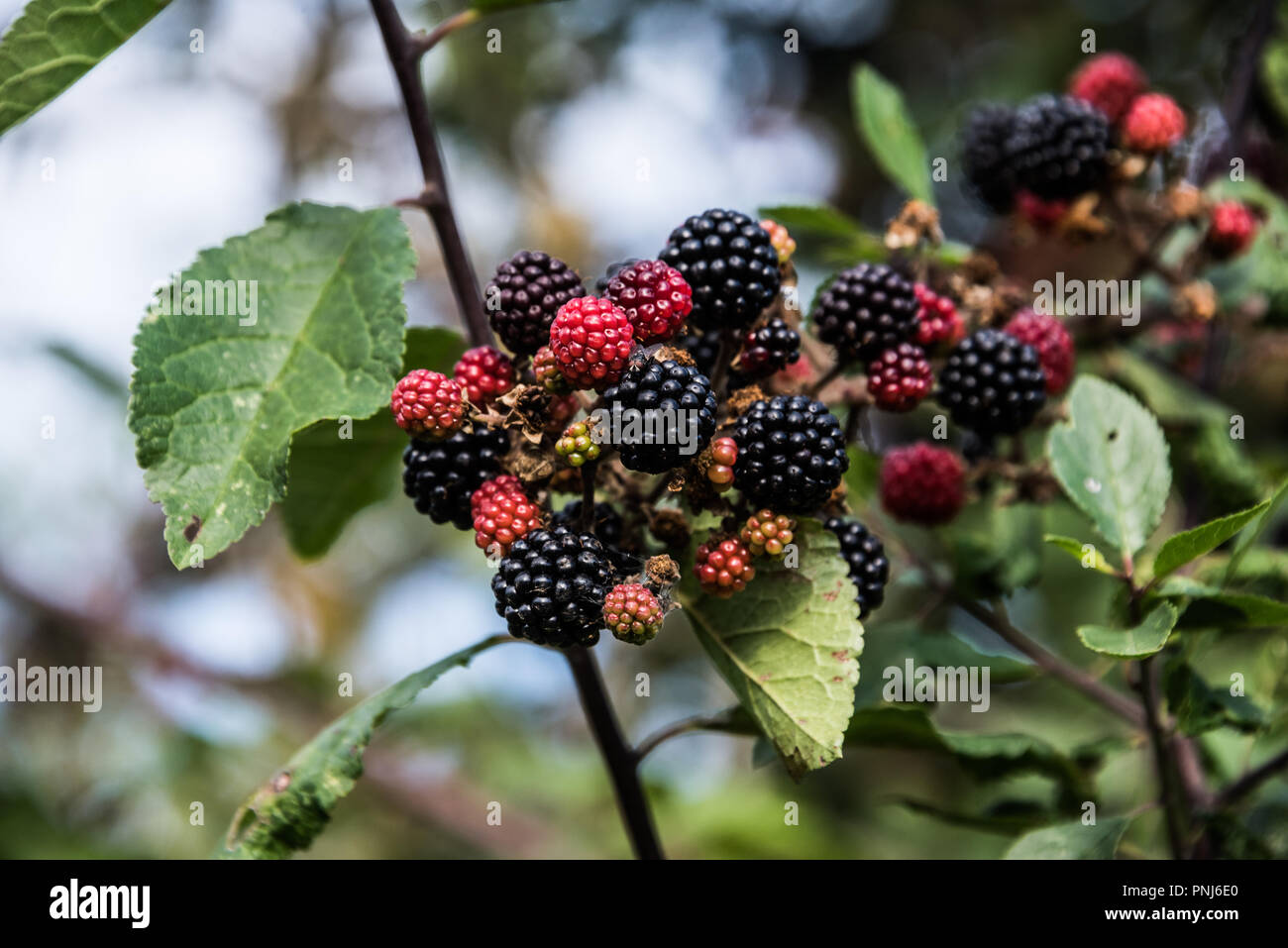 Autumn fruits in an English hedgerow, Wiltshire, UK, September 2018 ...