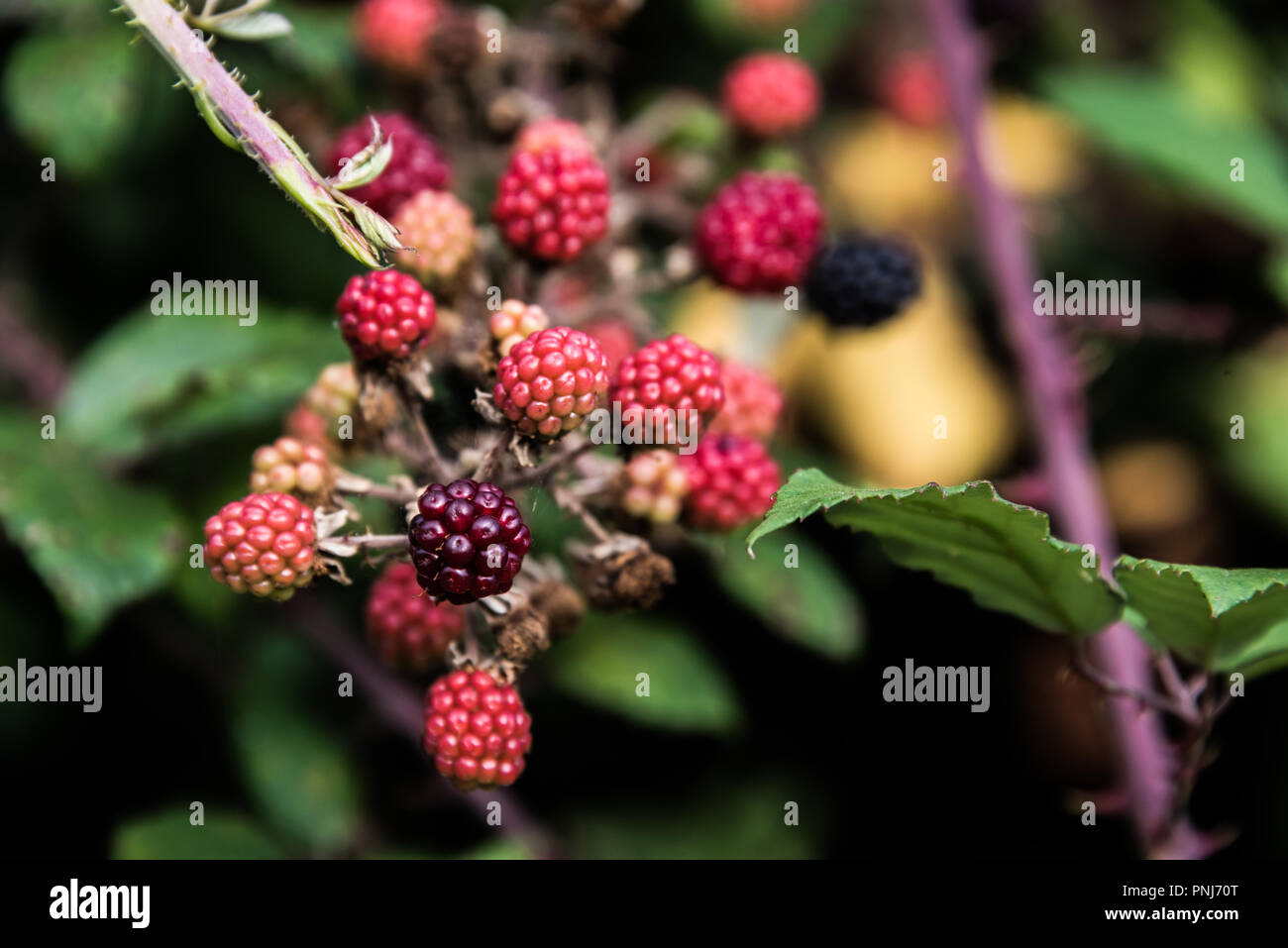 Autumn fruits in an English hedgerow, Wiltshire, UK, September 2018 ...