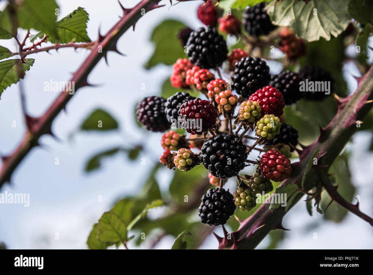 Autumn fruits in an English hedgerow, Wiltshire, UK, September 2018 ...