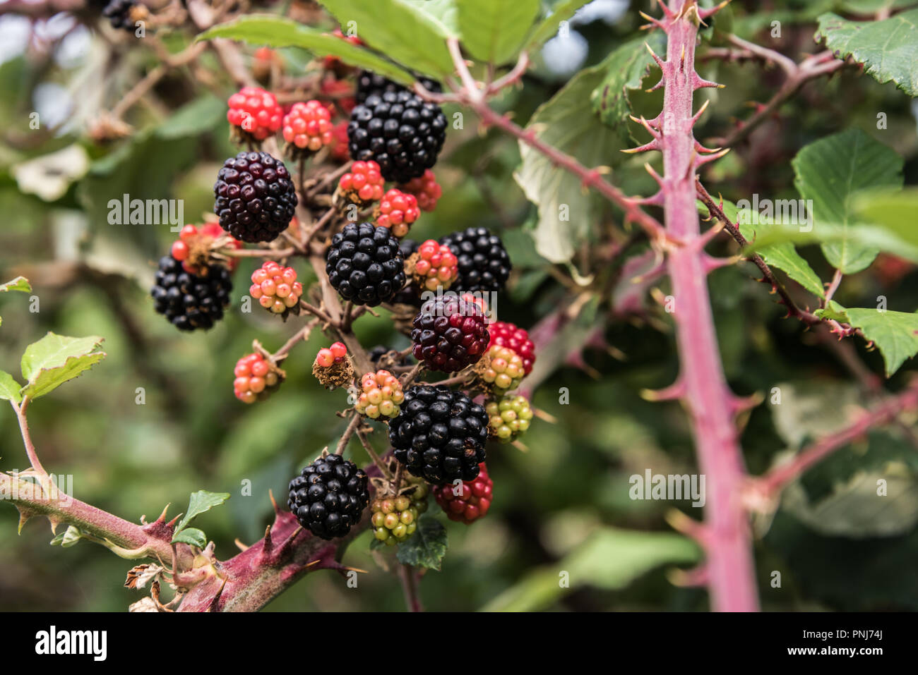 Autumn fruits in an English hedgerow, Wiltshire, UK, September 2018 ...