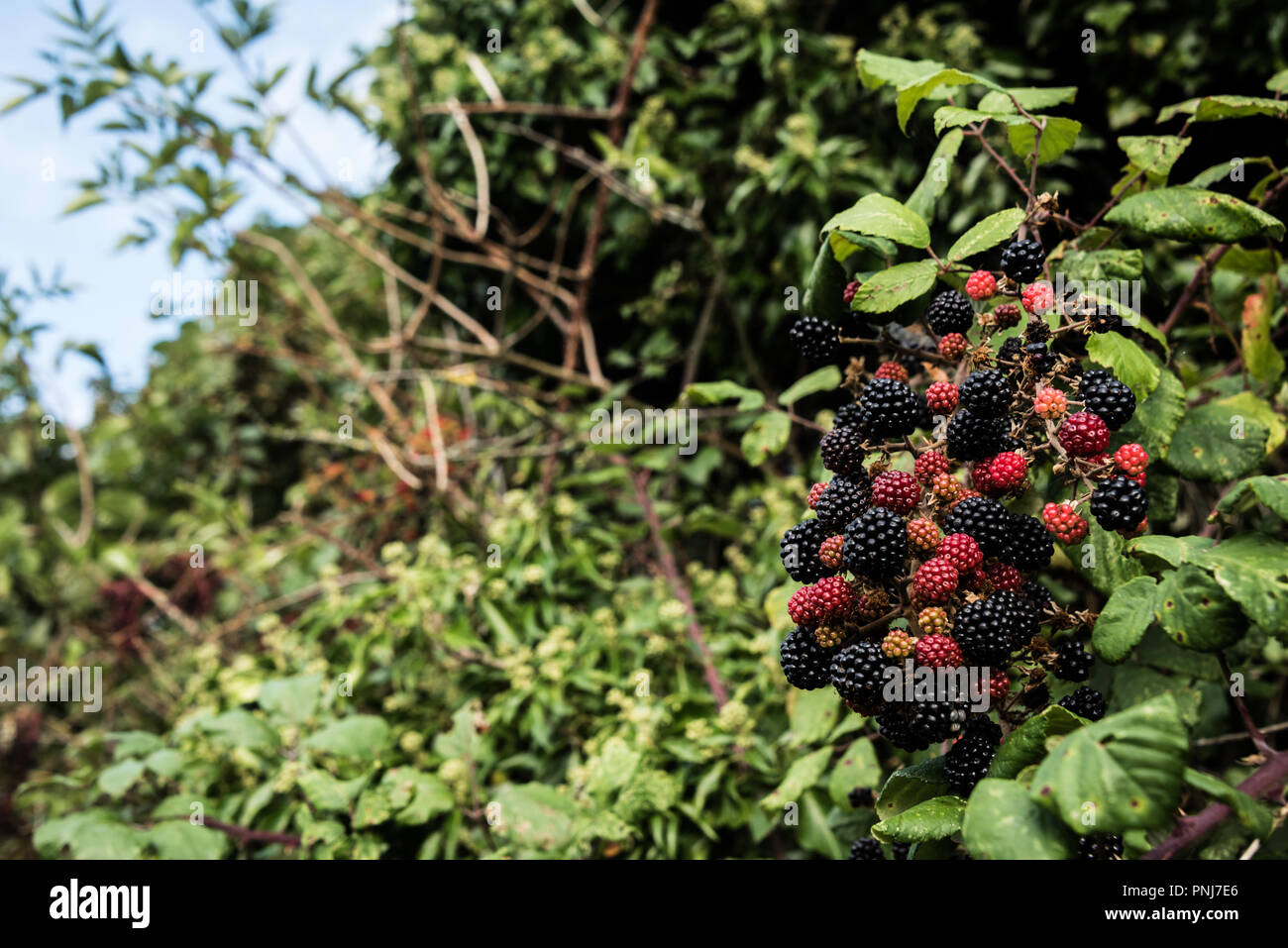 Autumn fruits in an English hedgerow, Wiltshire, UK, September 2018 ...