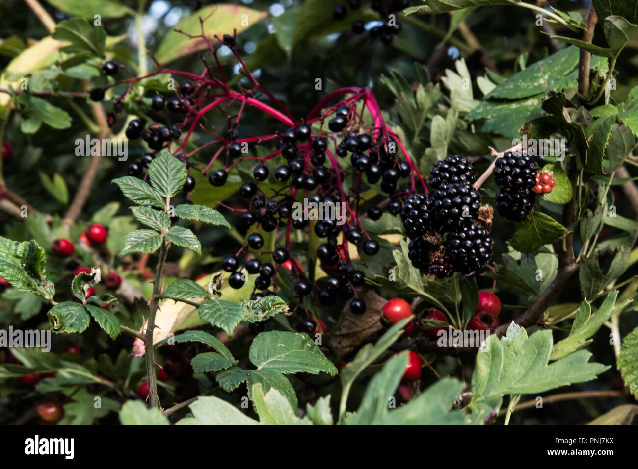 Autumn fruits in an English hedgerow, Wiltshire, UK, September 2018 ...