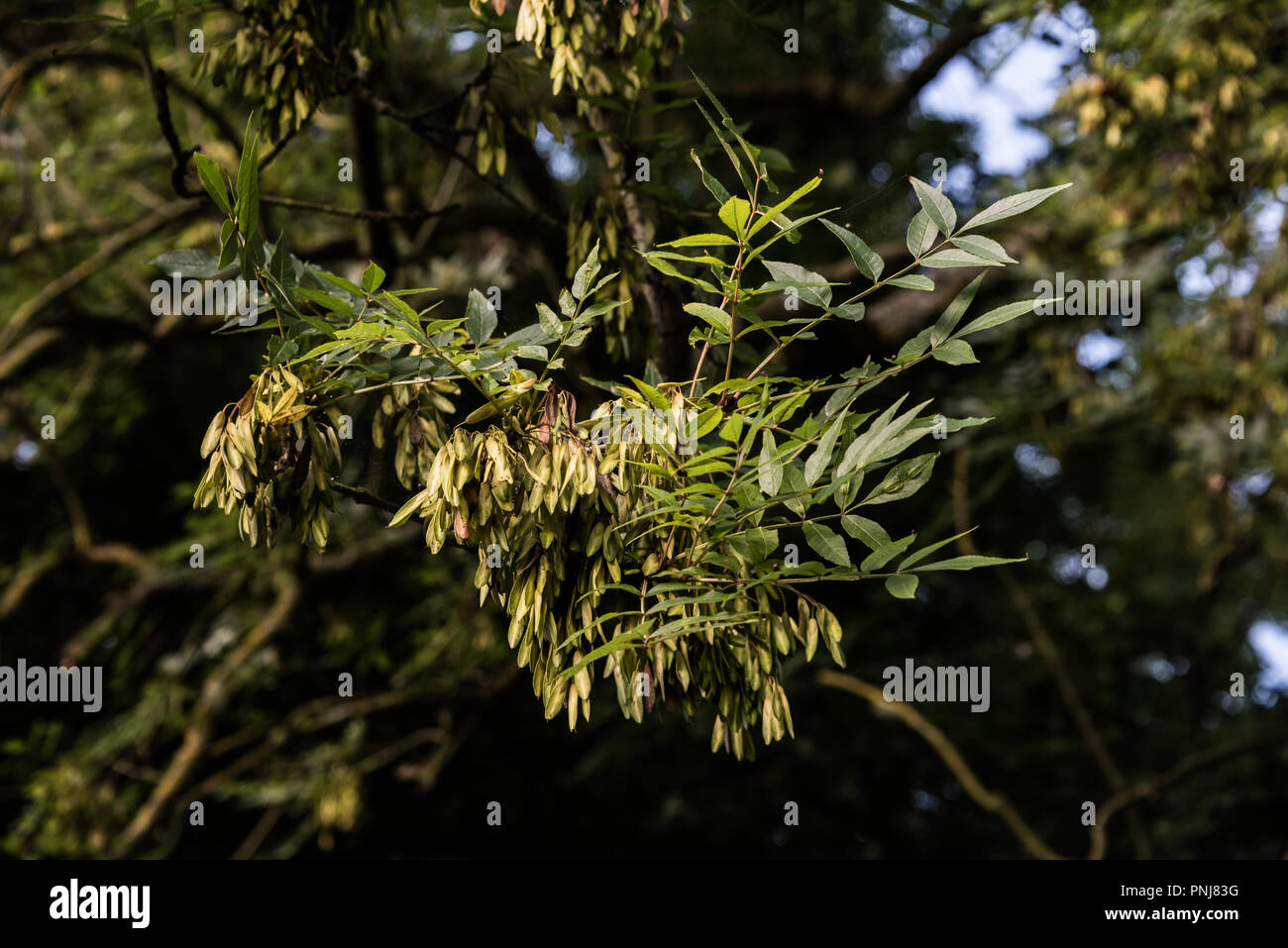 Sycamore hedge hi-res stock photography and images - Alamy
