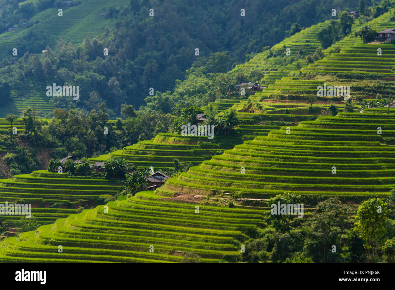 Terraces field in Hoang Su Phi, Ha Giang, Vietnam Stock Photo - Alamy