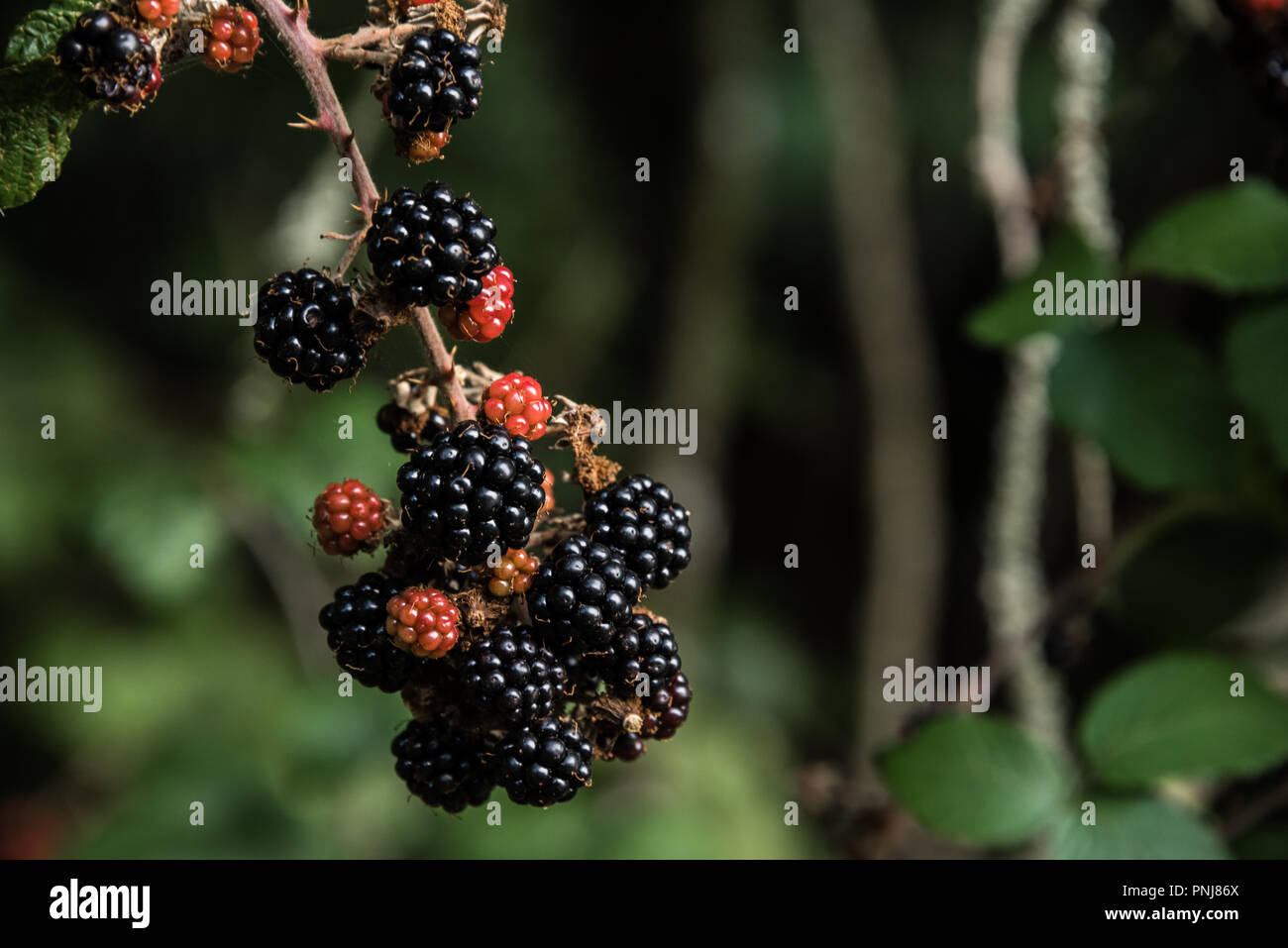 Autumn fruits in an English hedgerow, Wiltshire, UK, September 2018 ...