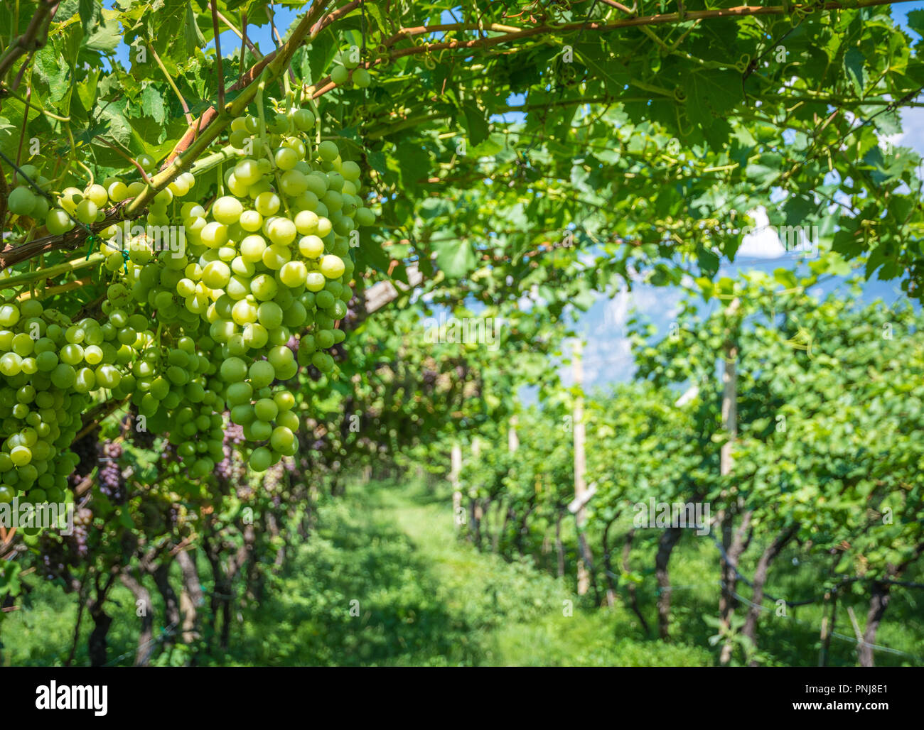 Chardonnay Grapes on Vine in Vineyard, South Tyrol, Italy. Chardonnay ...