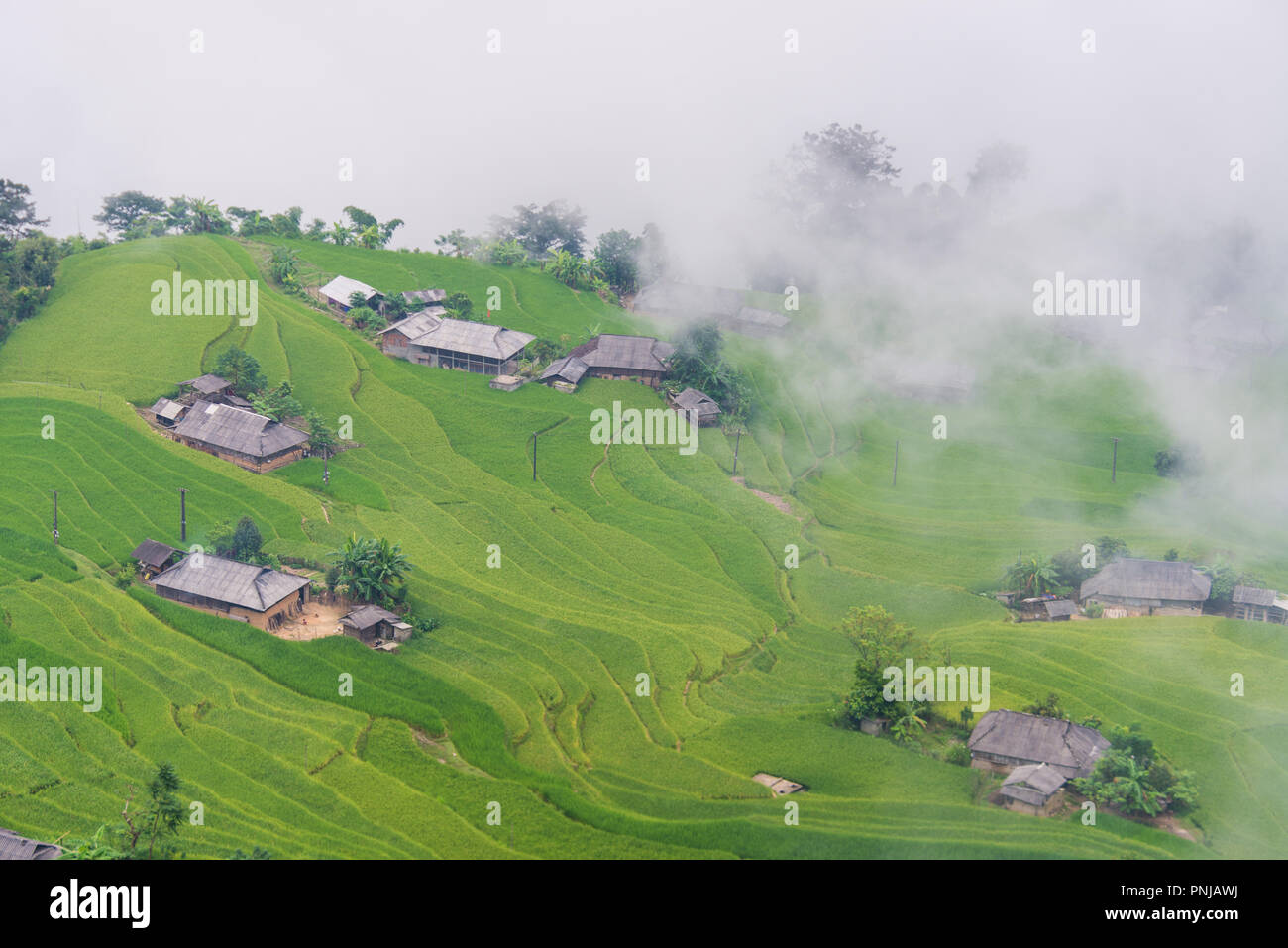 Terraces field in Hoang Su Phi, Ha Giang, Vietnam Stock Photo - Alamy