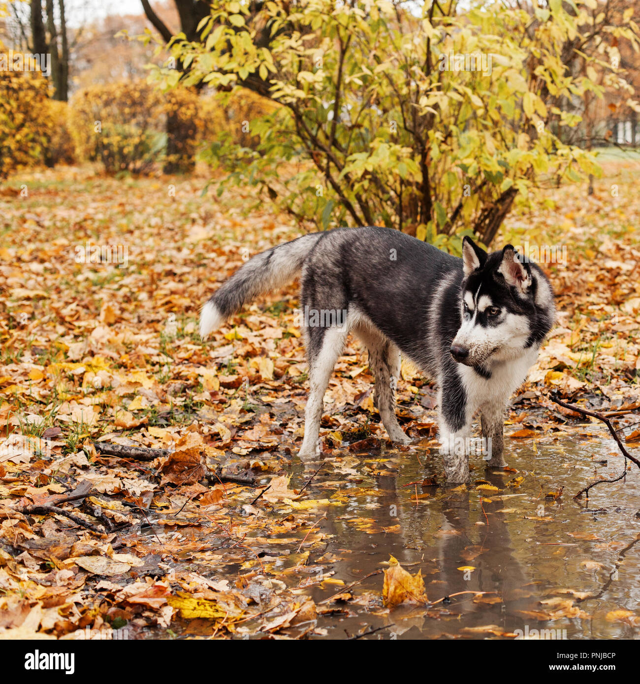 Dog husky in autumn park Stock Photo - Alamy