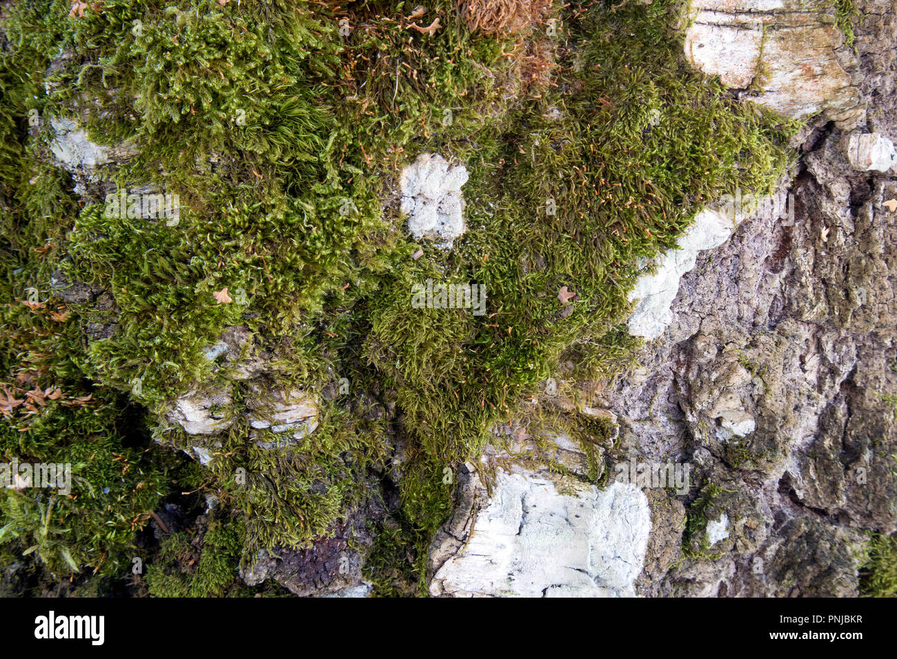 Moss and bark texture hi-res stock photography and images - Alamy