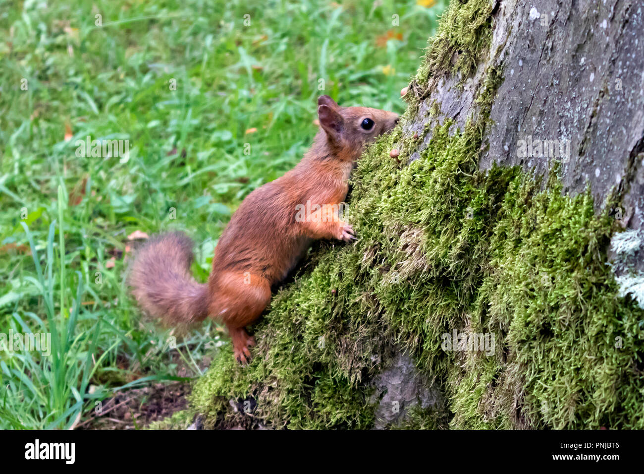 Fluffy tail hi-res stock photography and images - Alamy