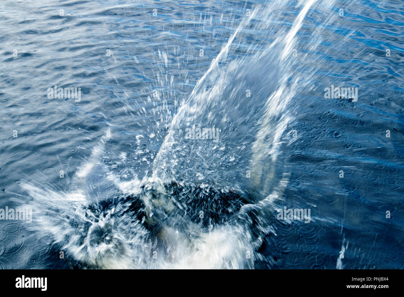 Diver entering the water with big splash and bubbles between light ...