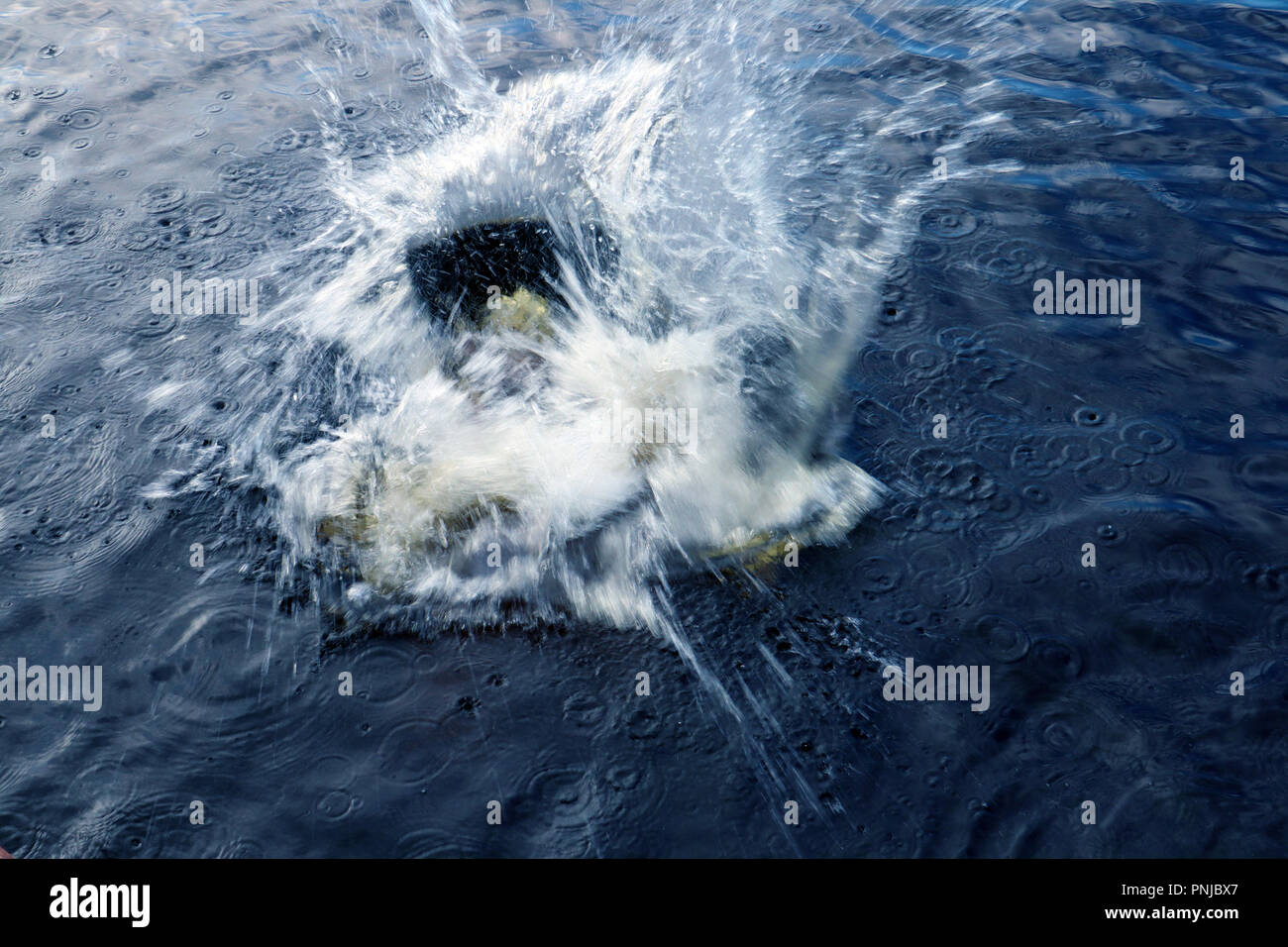 Diver entering the water with big splash and bubbles between light ...