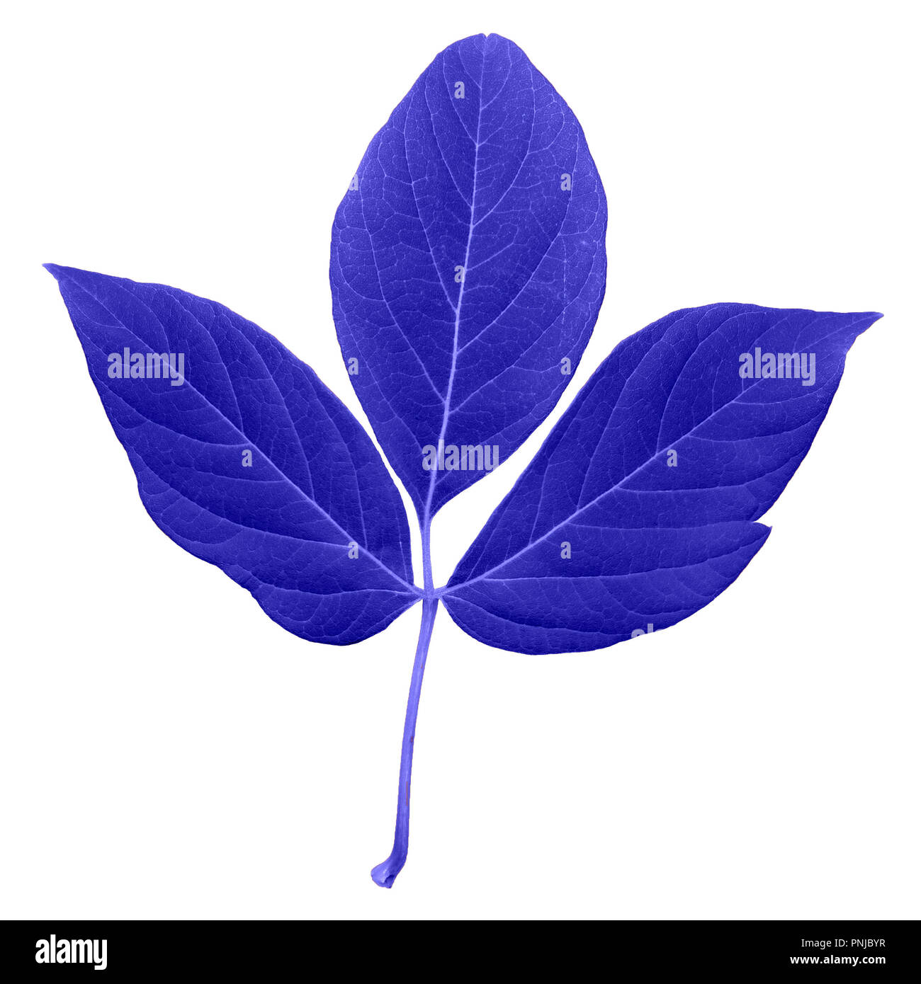 Natural blue colored fresh leaf with stem, trefoil with a lot of ...