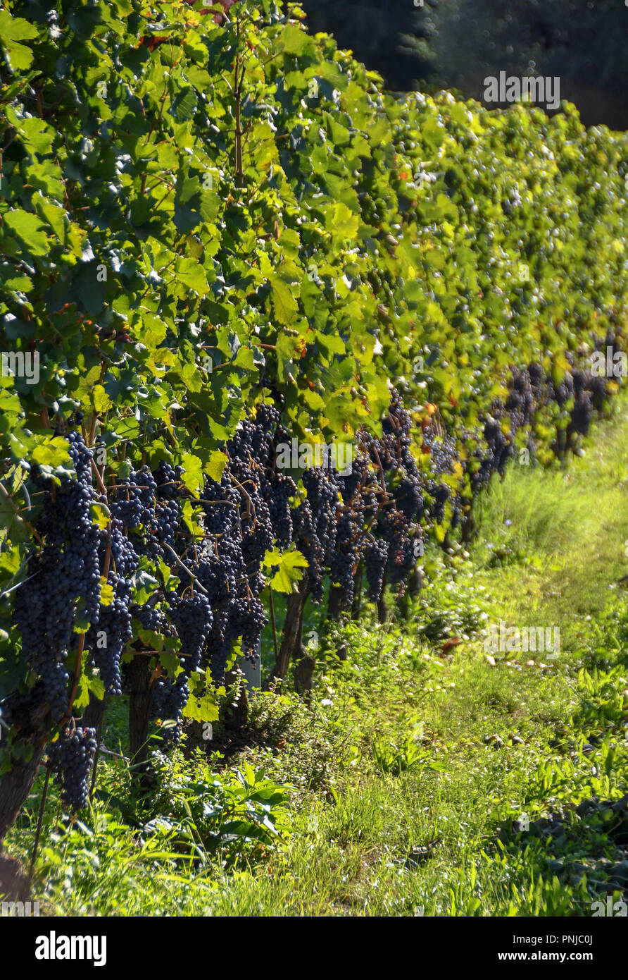 Red Bunches High Resolution Stock Photography and Images - Alamy