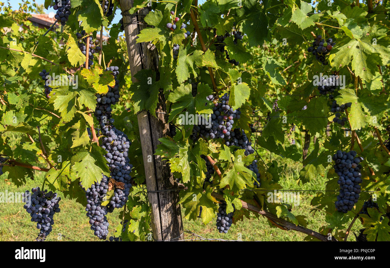 Red bunches hi-res stock photography and images - Alamy