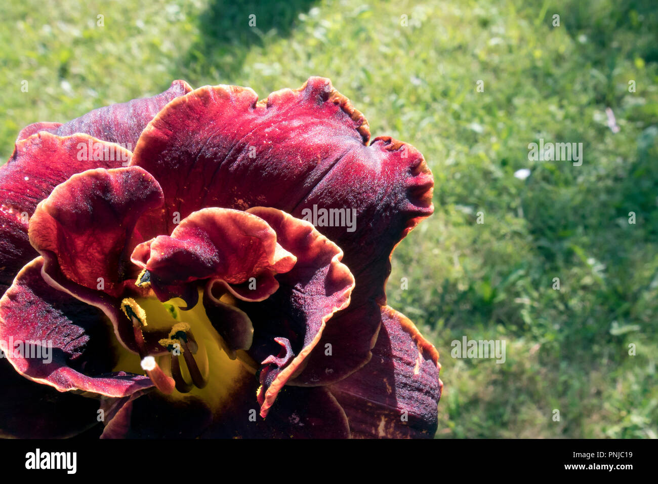 Budding flower hi-res stock photography and images - Alamy