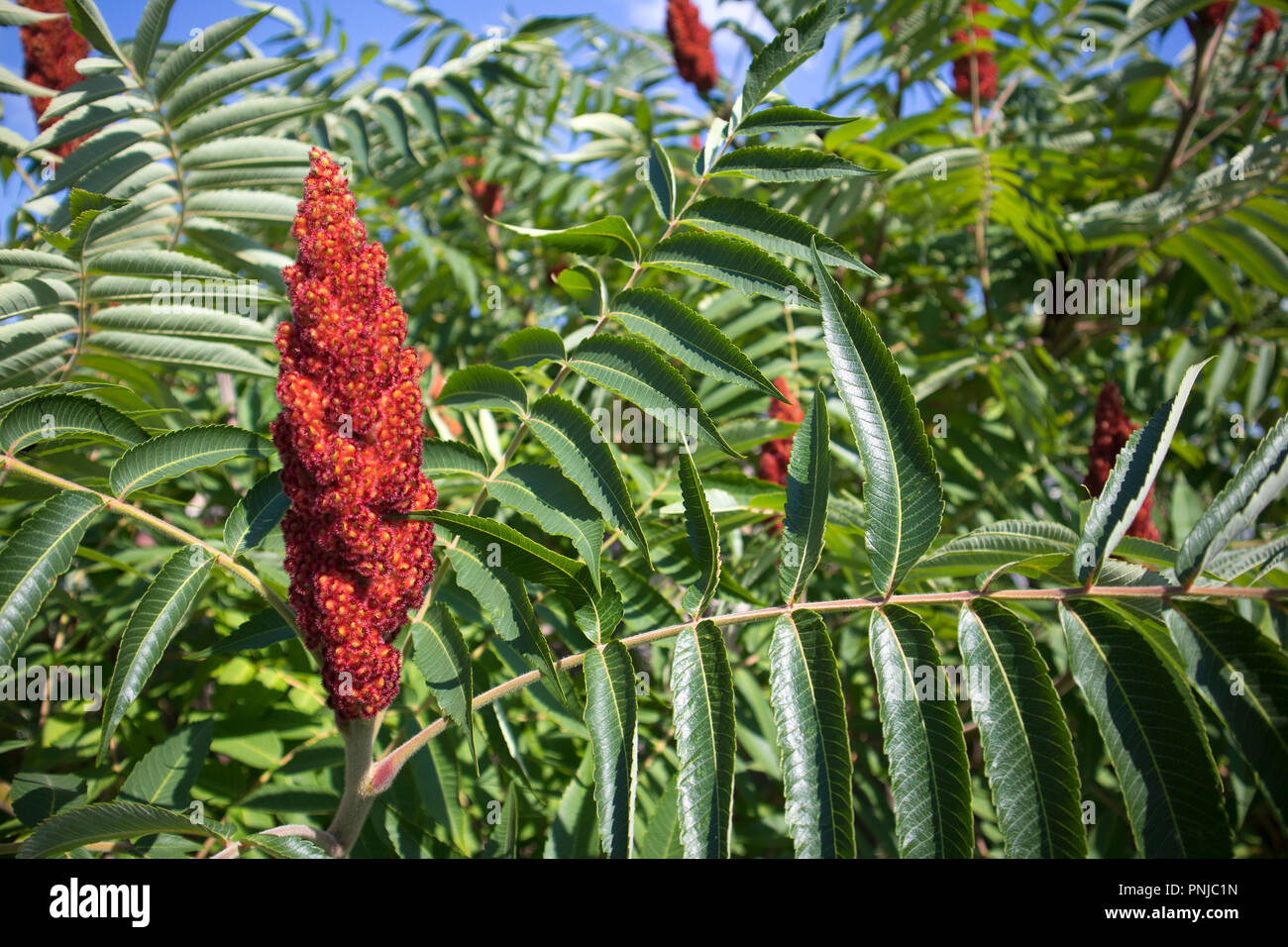 Rhus typhina stag horn sumach hi-res stock photography and images - Alamy