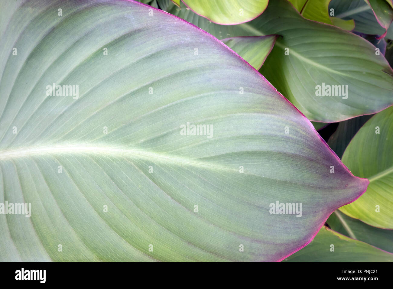 Hosta texture hi-res stock photography and images - Alamy