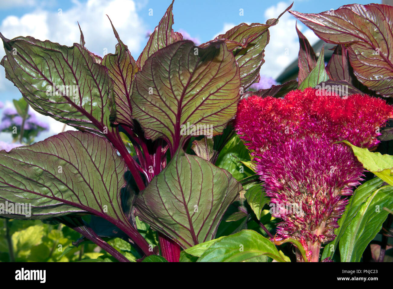 Celosia cristata cockscomb hi-res stock photography and images - Alamy