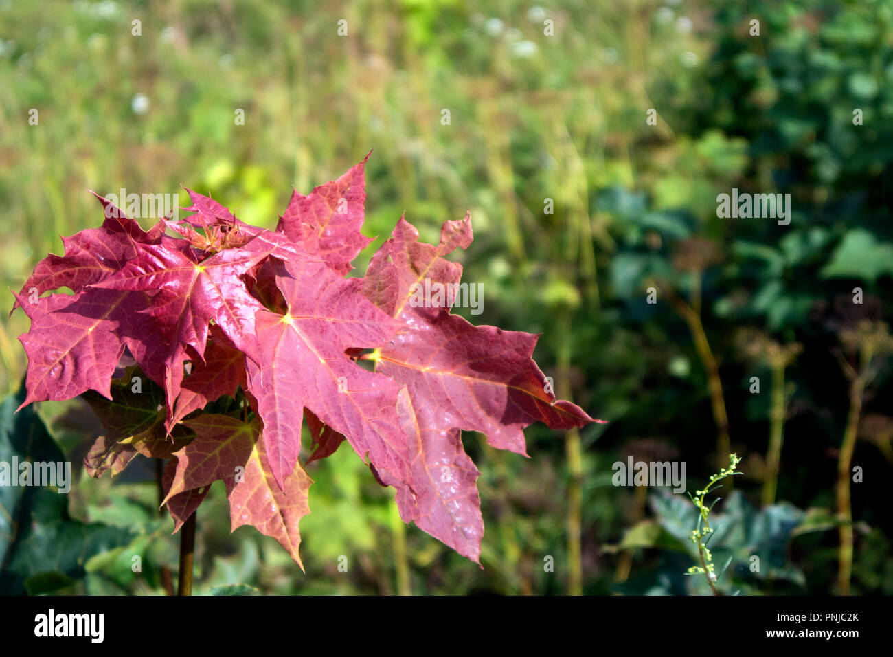 Young fresh top of red maple sprout against blurred field with grass ...
