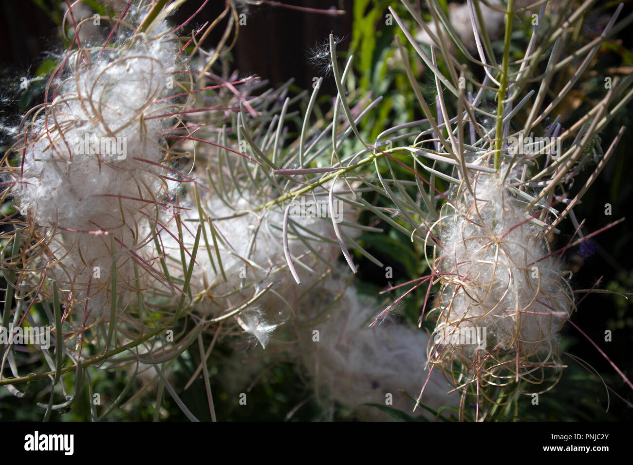 Willow fluff hi-res stock photography and images - Alamy