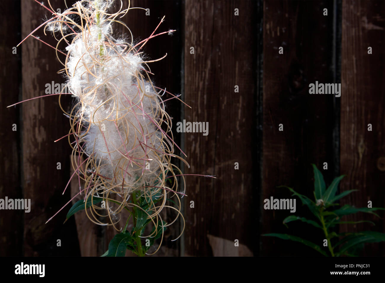 Single mature willow-herb fluffy infloresence with pods and leaves ...