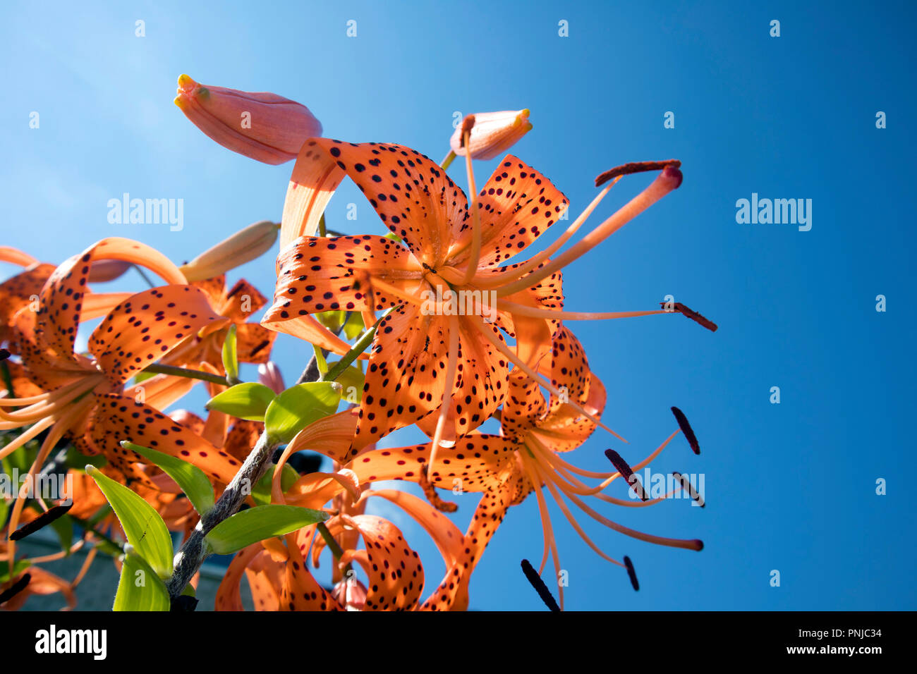 Romantic growing bush of tiger lillies with stamens against vivid blue ...