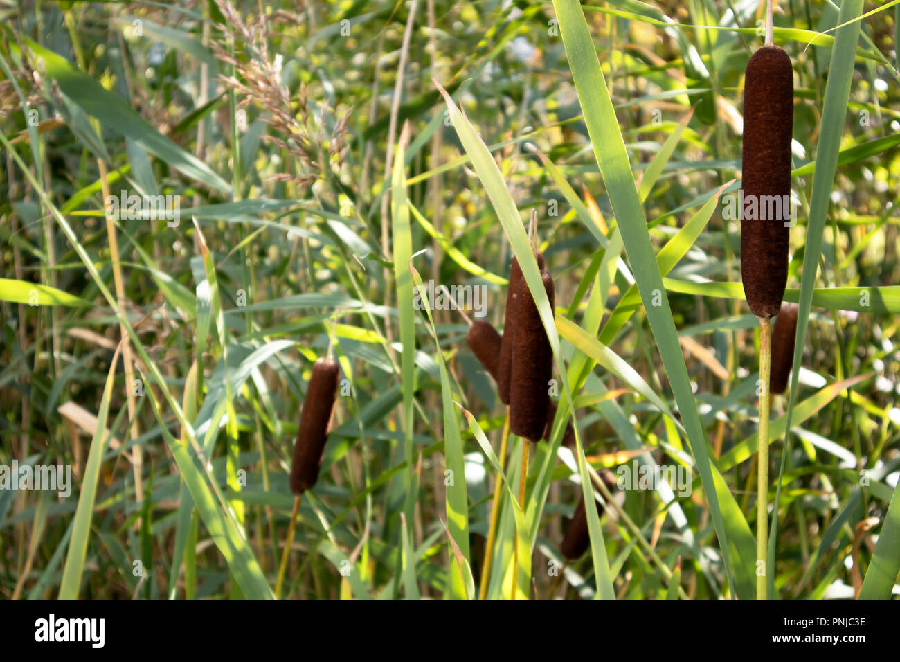 Fluffy plants hi-res stock photography and images - Alamy