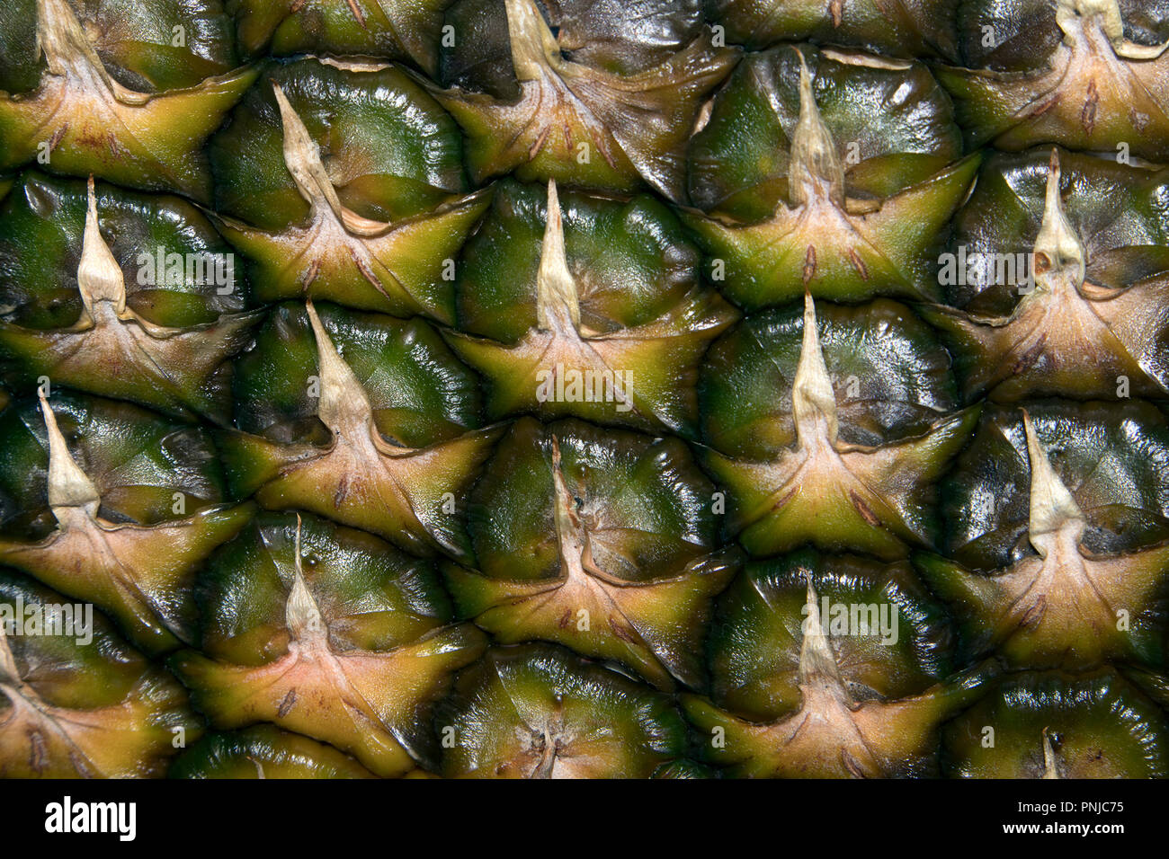 Colored fresh ripe pineapple peel texture closeup, may be used as ...