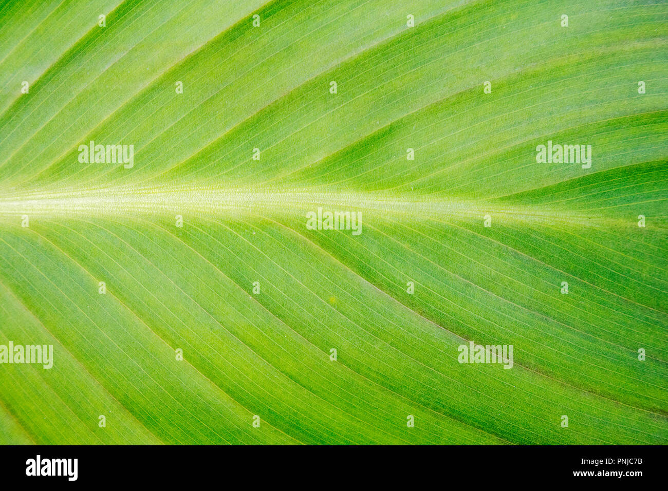 Green leaf structure with streaks closeup, natural pattern. May be used ...