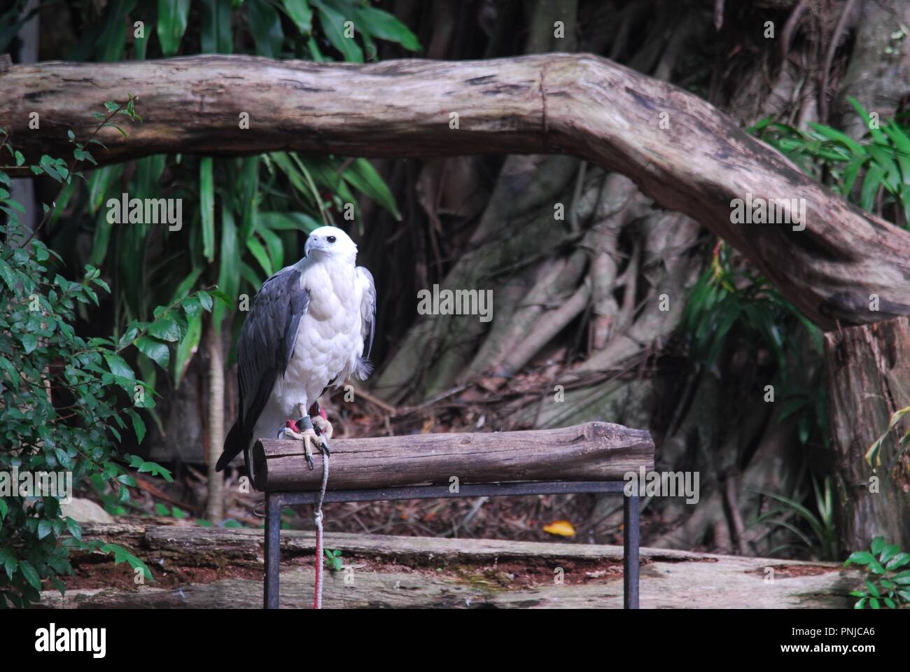 A majestic trained eagle perched on a log, symbolizing strength ...