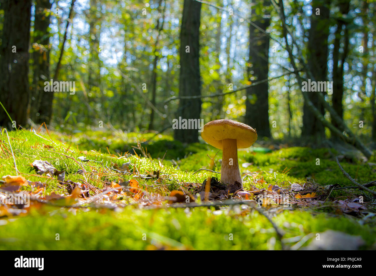 Cep fungi wood hi-res stock photography and images - Alamy