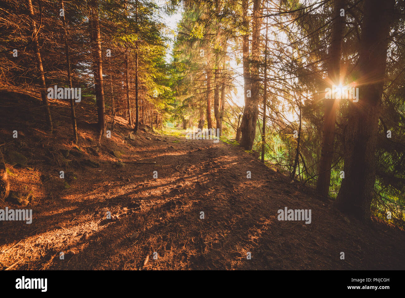 Green summer forest morning sunlight trees landscape Stock Photo - Alamy