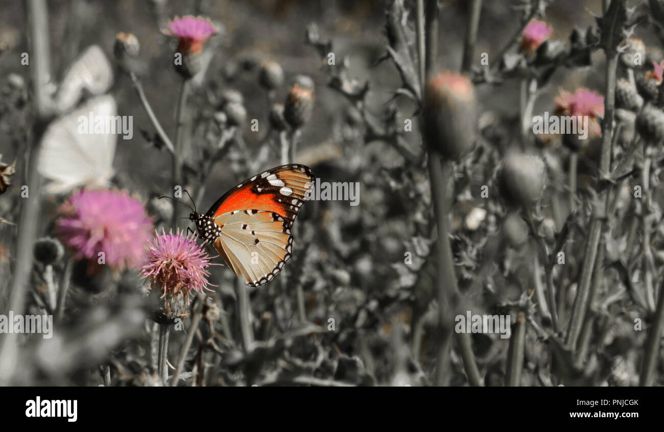 Two colour butterfly hi-res stock photography and images - Alamy