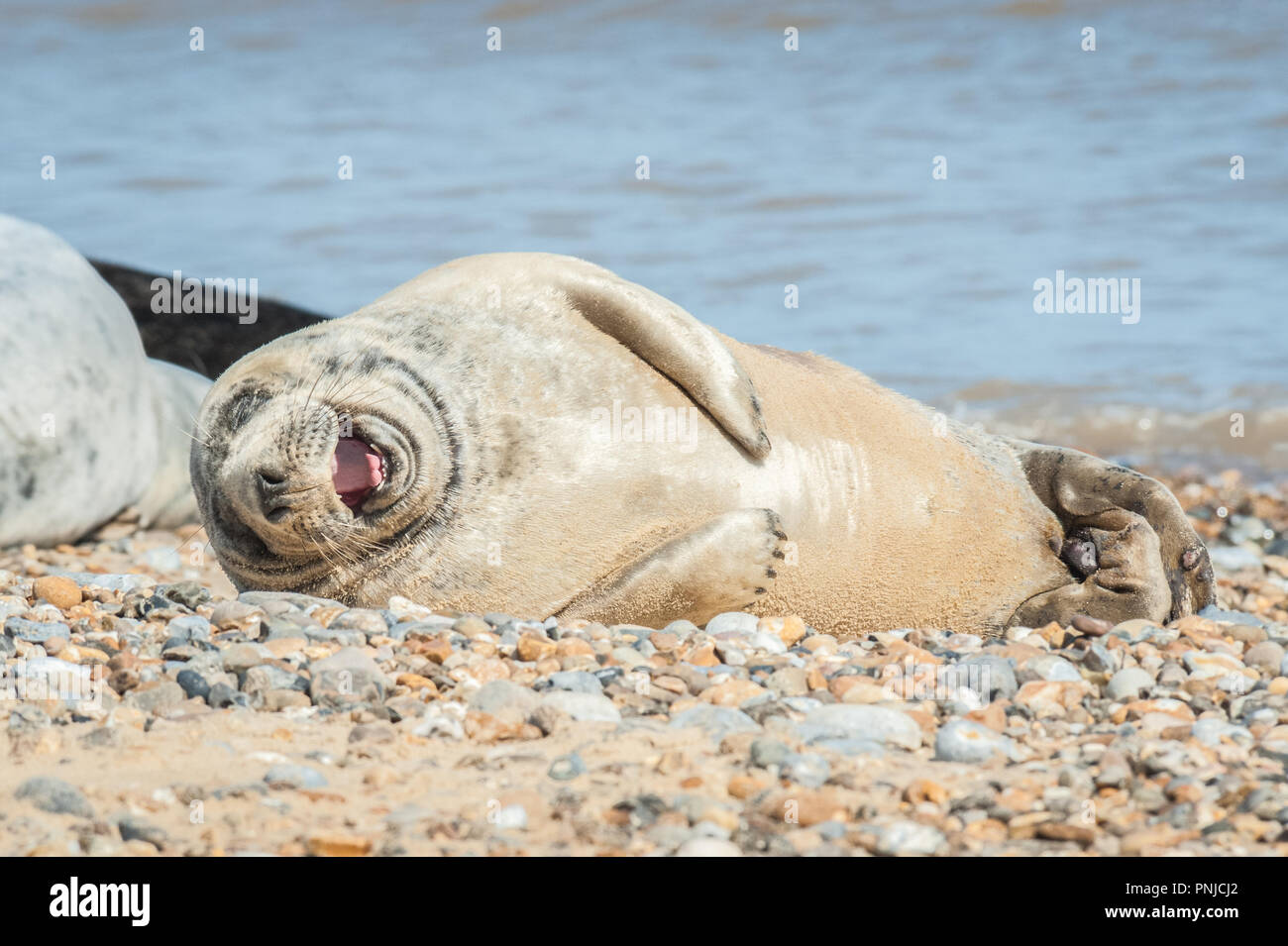Stony expression hi-res stock photography and images - Alamy