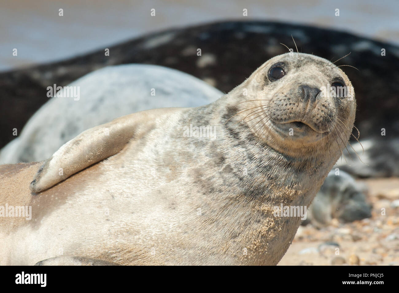 Happy Seal Pup