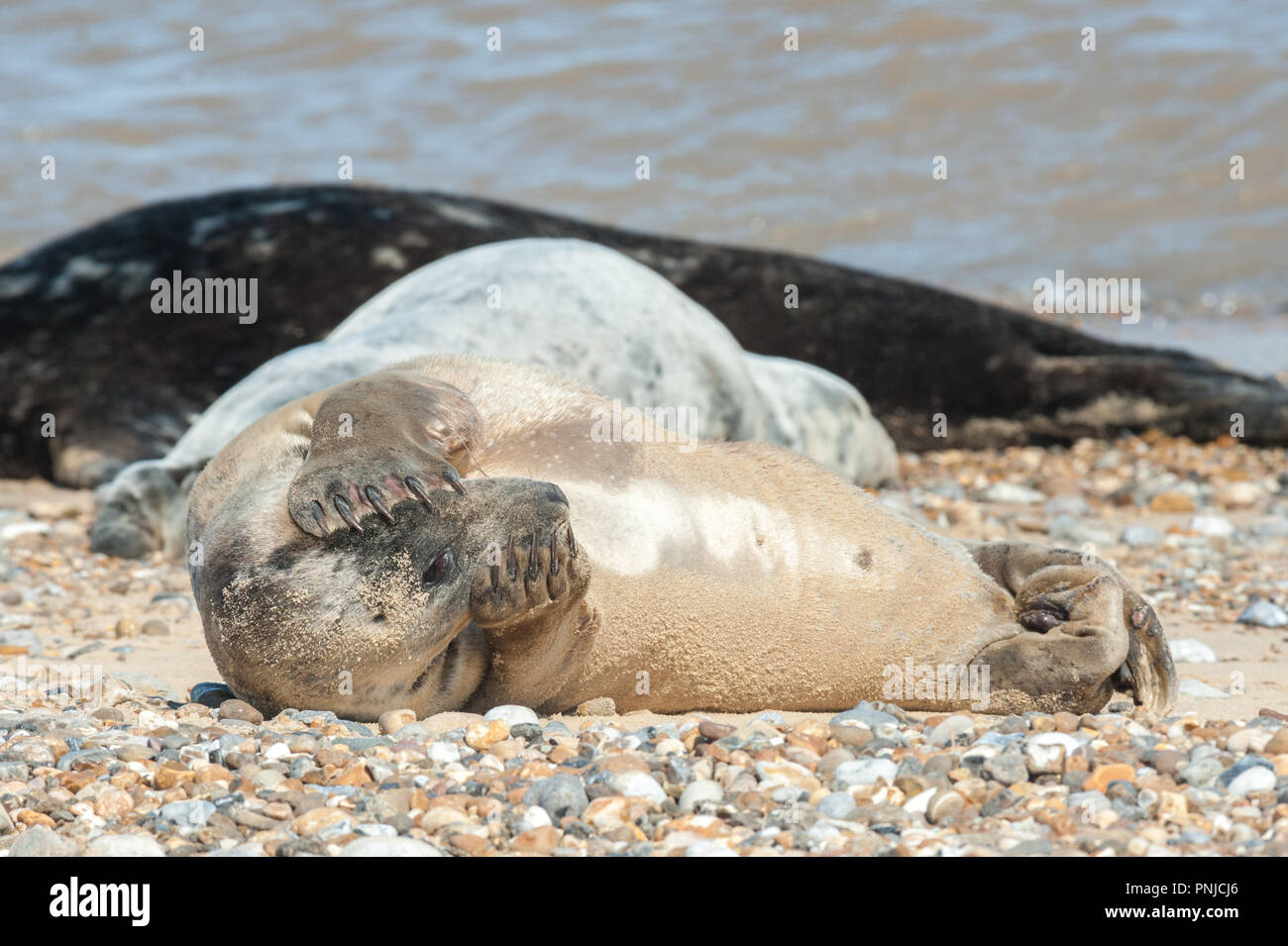 seal with a shy expression basking on a stony beach Stock Photo - Alamy