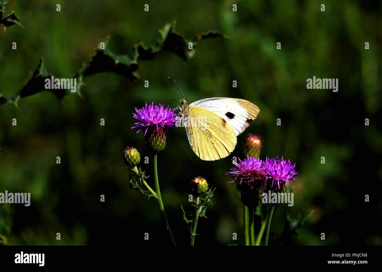 Two colour butterfly hi-res stock photography and images - Alamy