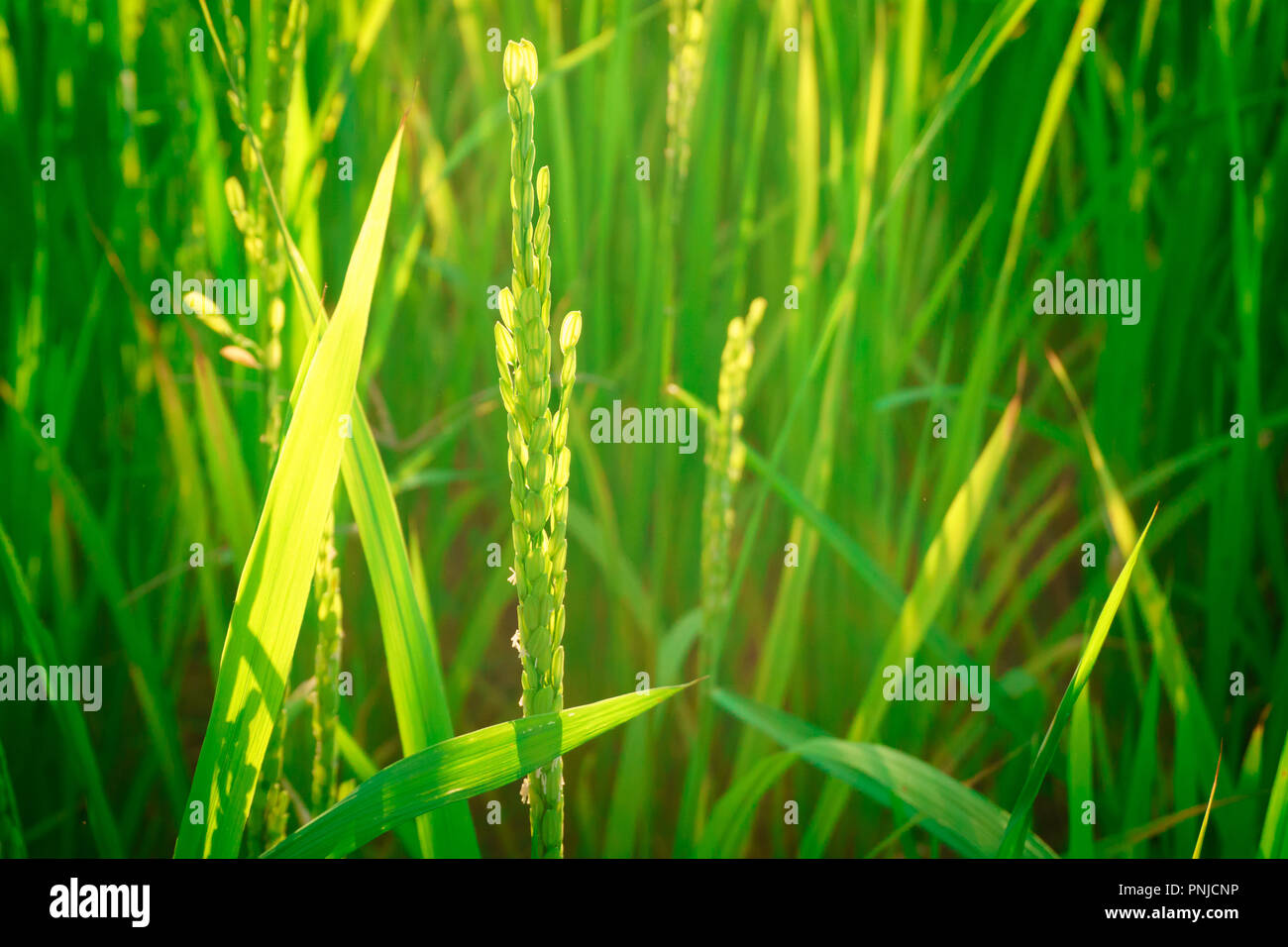 Rice field in bright green color, rice is blooming Stock Photo - Alamy
