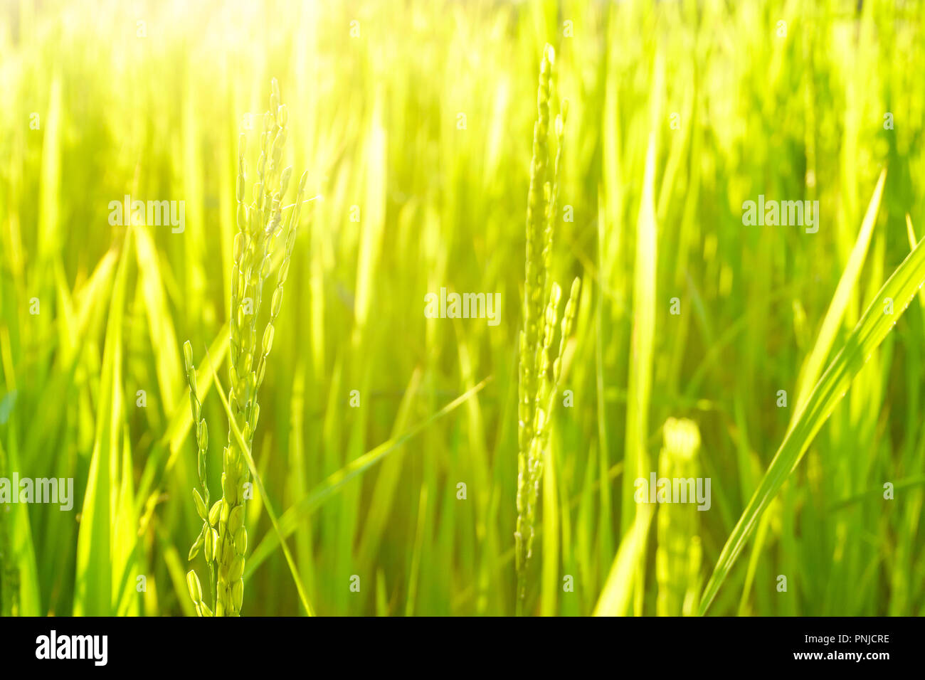 Rice field in bright green color, rice is blooming Stock Photo - Alamy
