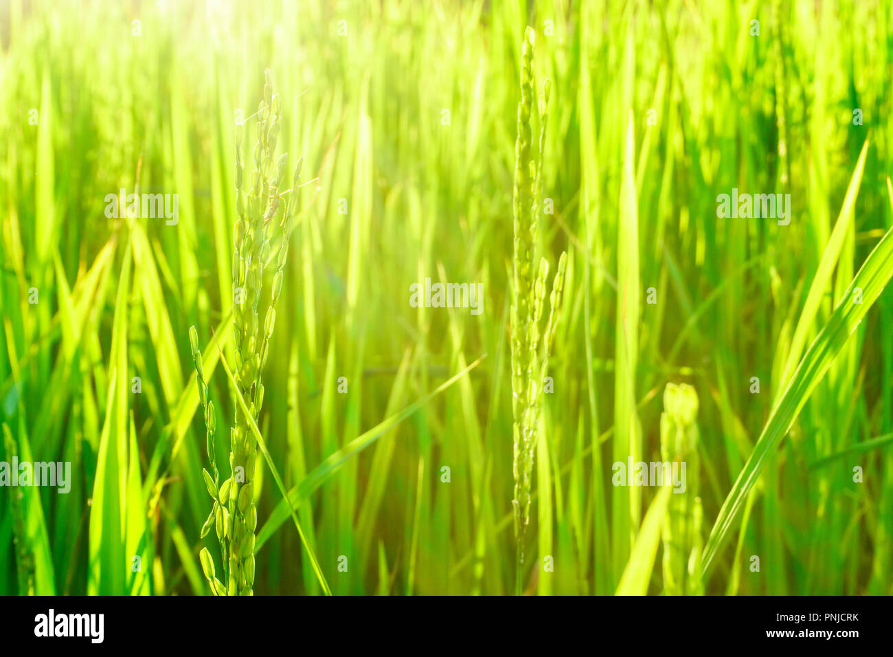 Rice field in bright green color, rice is blooming Stock Photo - Alamy