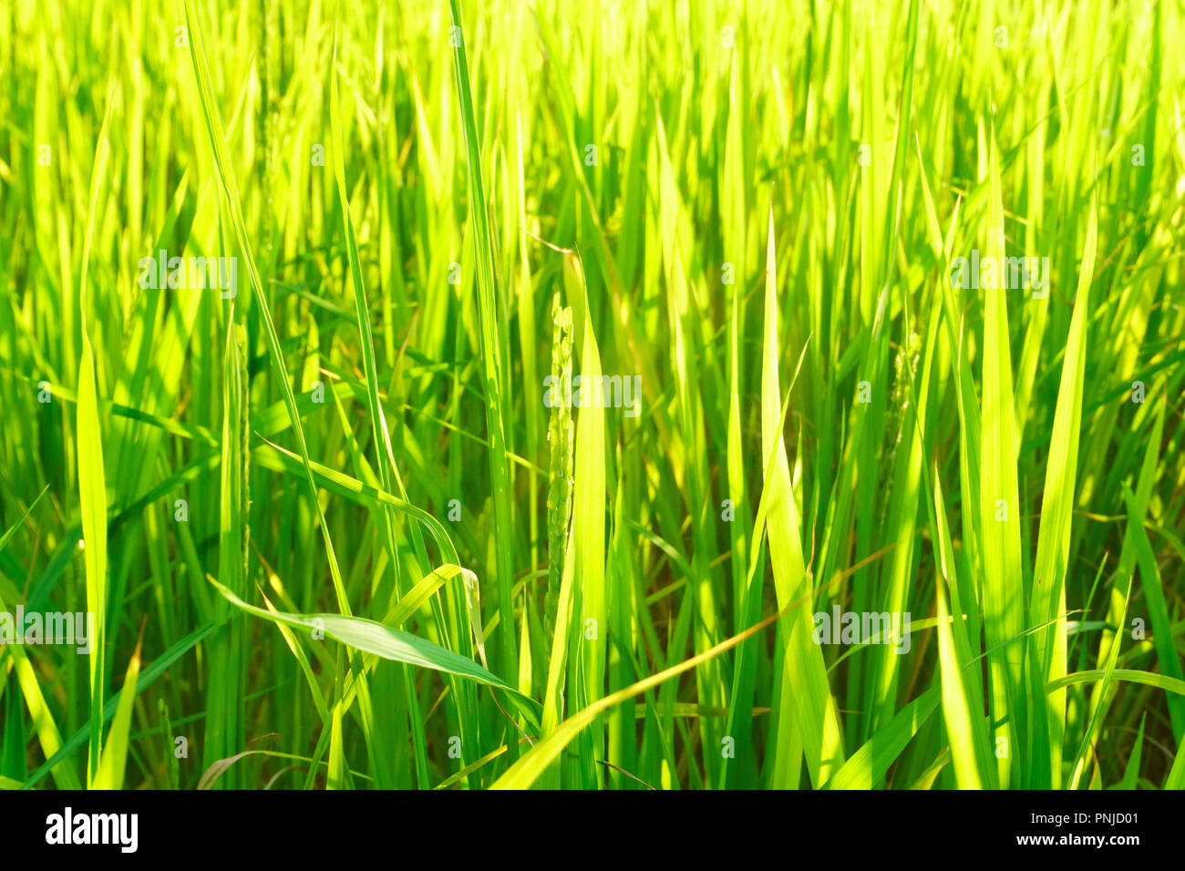Rice field in bright green color, rice is blooming Stock Photo - Alamy