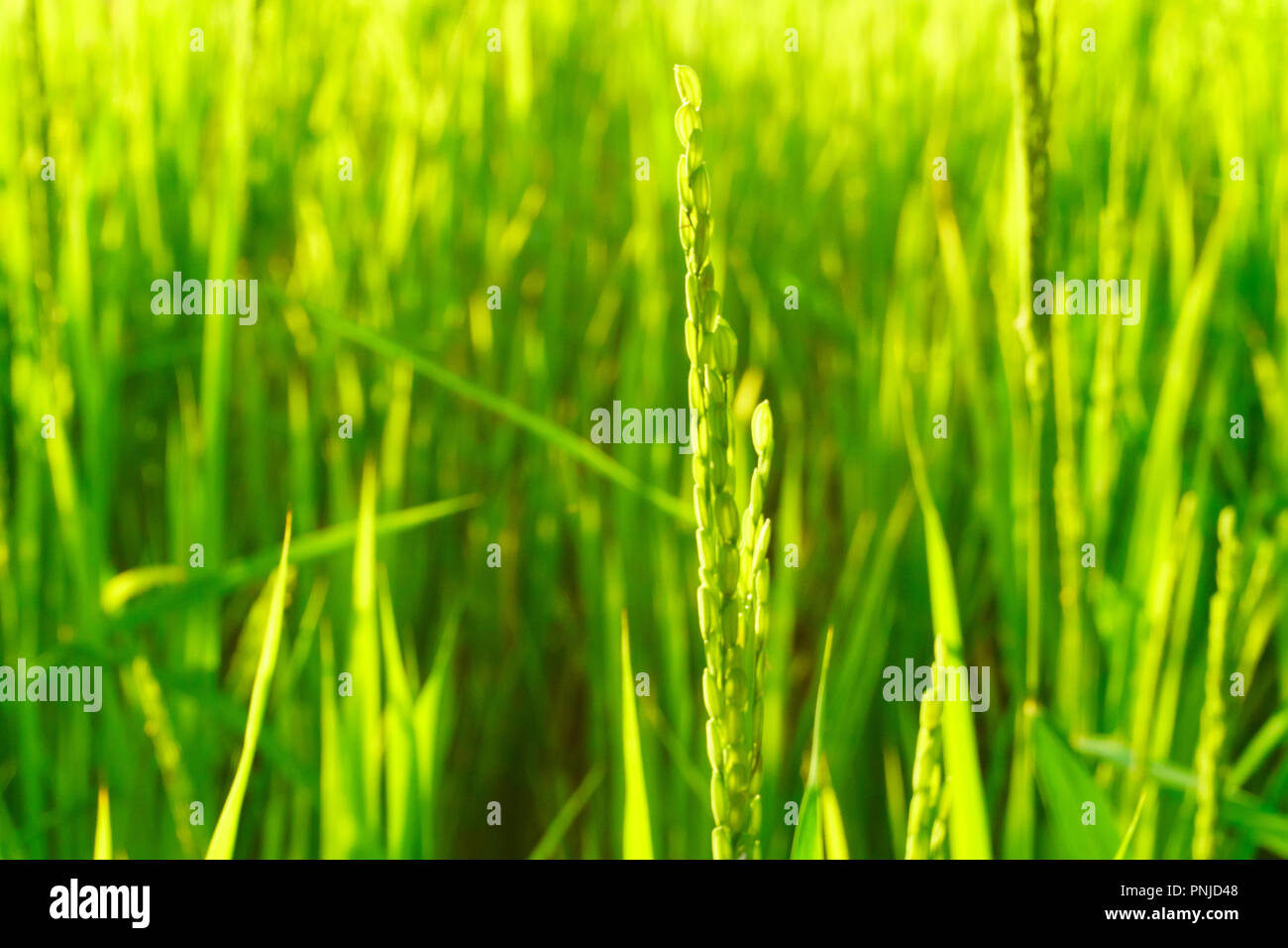 Rice field in bright green color, rice is blooming Stock Photo - Alamy