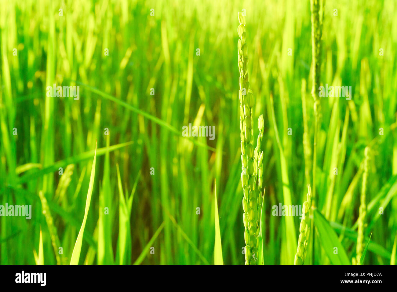 Rice field in bright green color, rice is blooming Stock Photo - Alamy