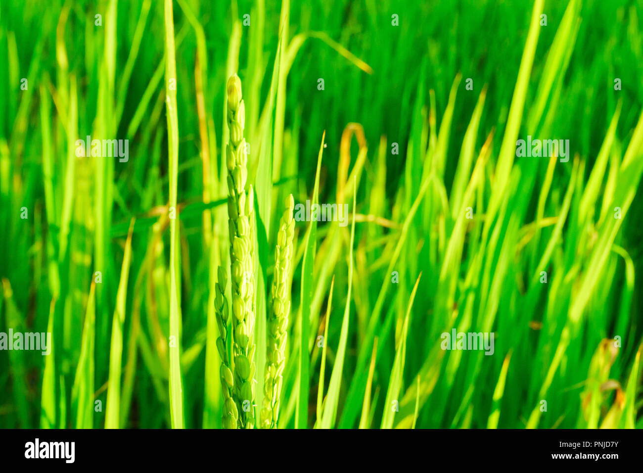 Rice field in bright green color, rice is blooming Stock Photo - Alamy