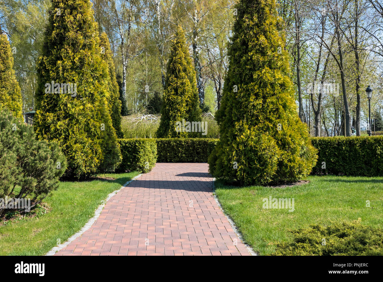 Green spring sunny city park with road and beautiful trees alley Stock ...