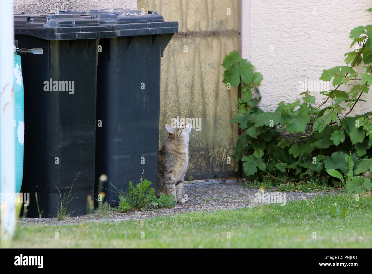 Stray gray striped European Shorthair looking through garbage cans in ...