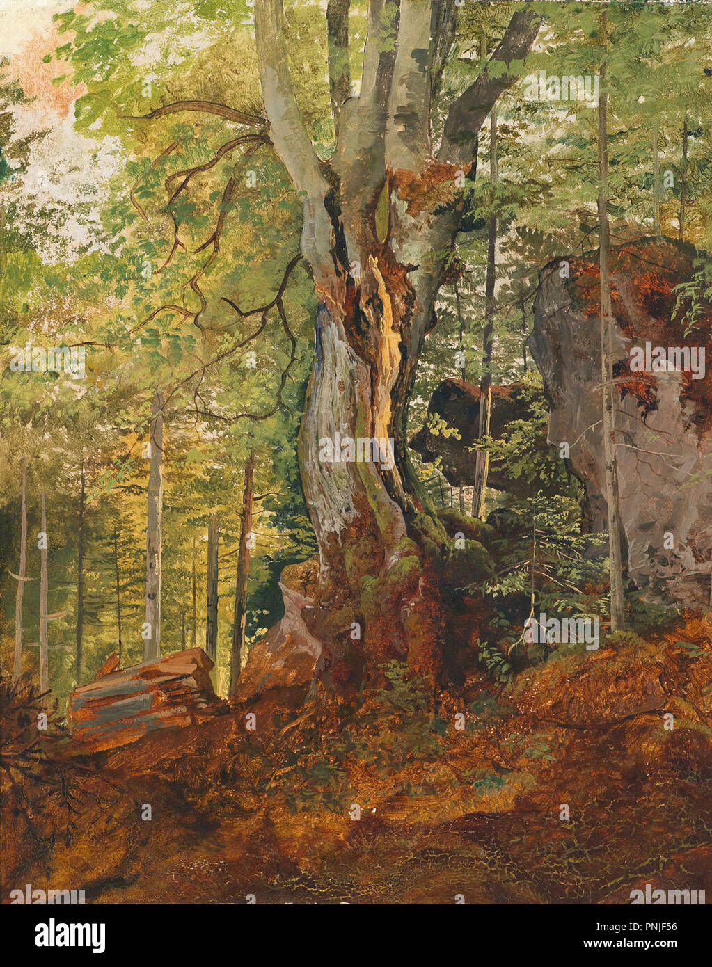 Feid Josef - Woodland Study Stock Photo - Alamy