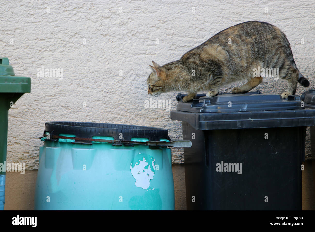 Stray gray striped European Shorthair looking through garbage cans in ...